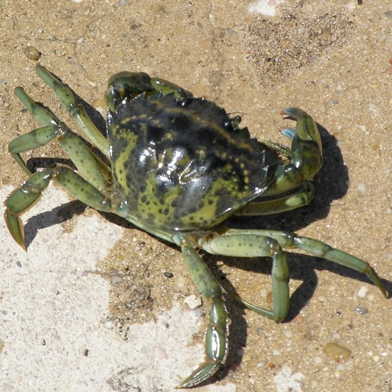 Pest – European Shore Crab – Barwon Bluff
