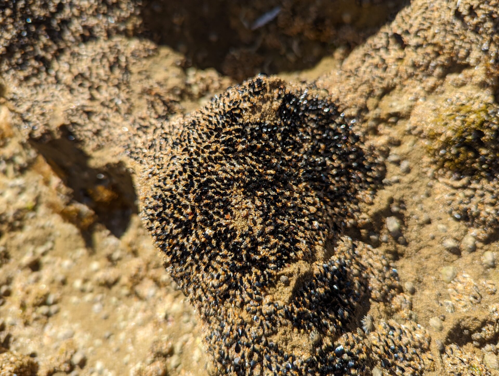 Molluscs – Little Black Mussel – Barwon Bluff