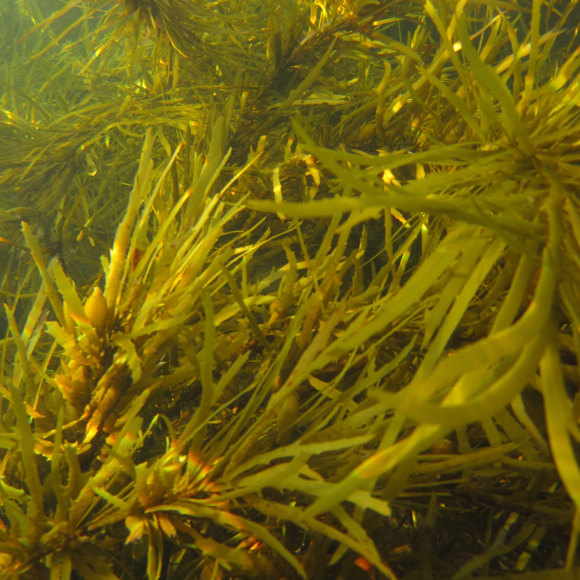 Algae – Crayweed – Barwon Bluff