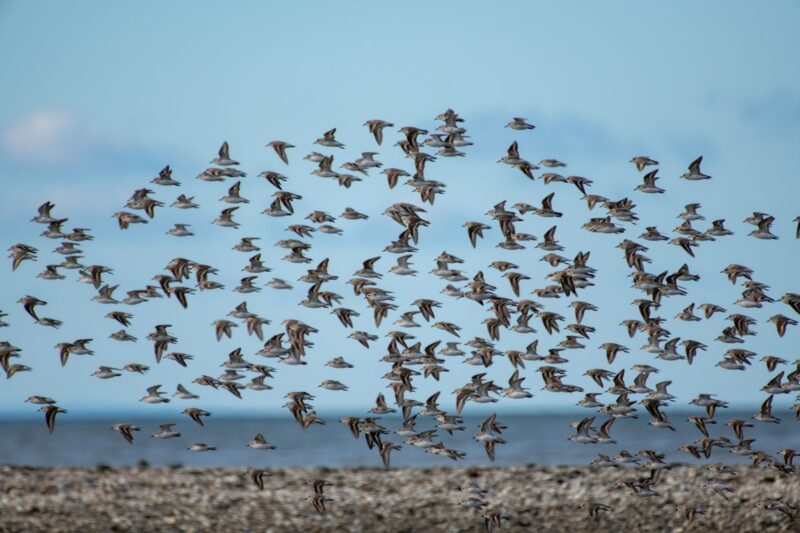 Birds – Red-necked Stint – Barwon Bluff
