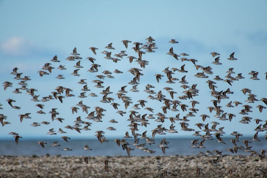 Birds – Red-necked Stint – Barwon Bluff