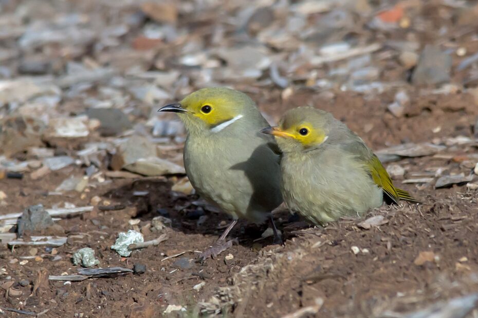 Bird – White-plumed Honeyeater – Barwon Bluff