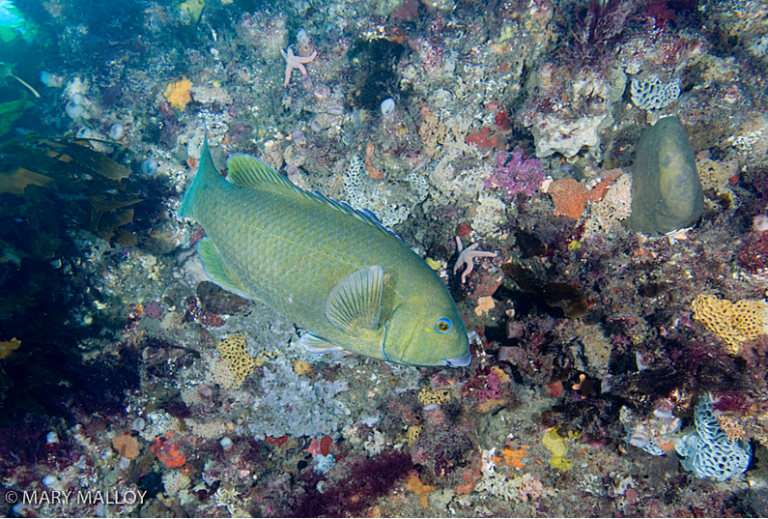 Fish – Western Blue Groper – Barwon Bluff