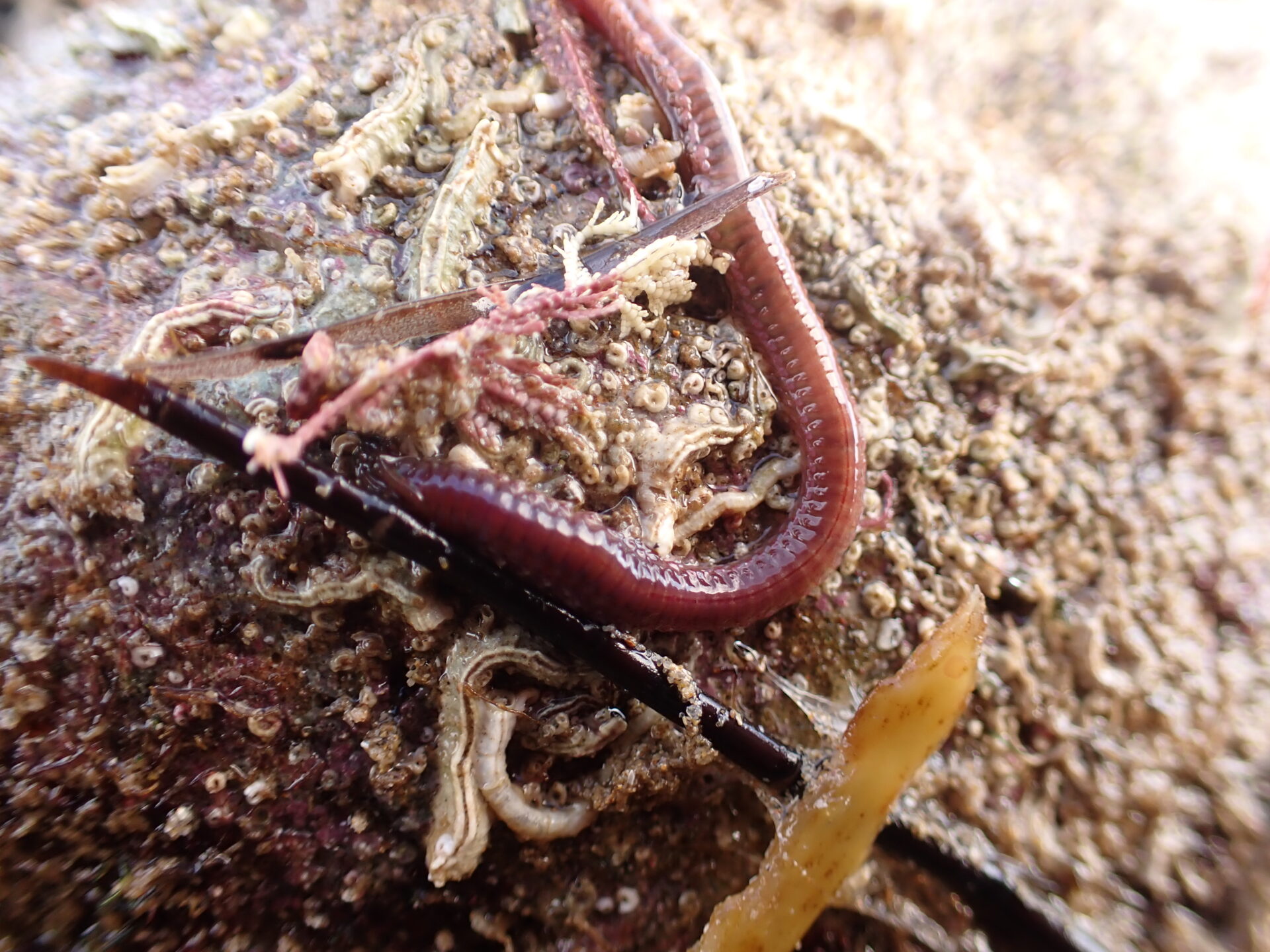 Worms – Bristle Worms – Barwon Bluff